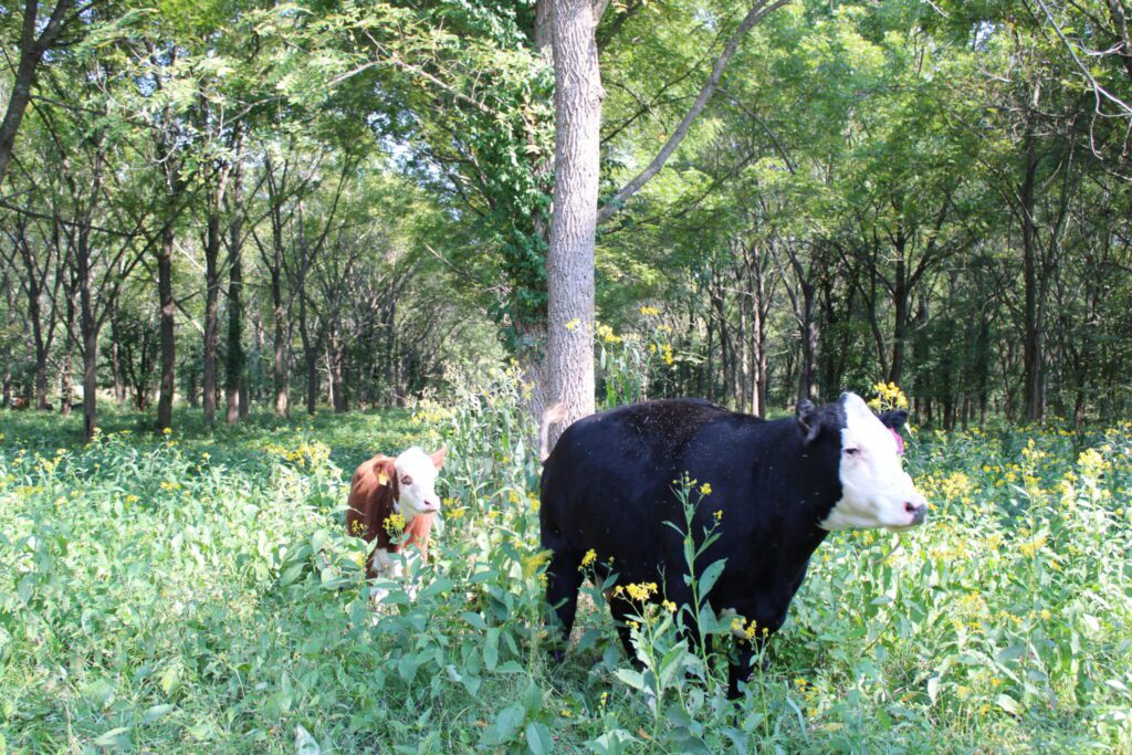 Home - Watershed Committee of the Ozarks