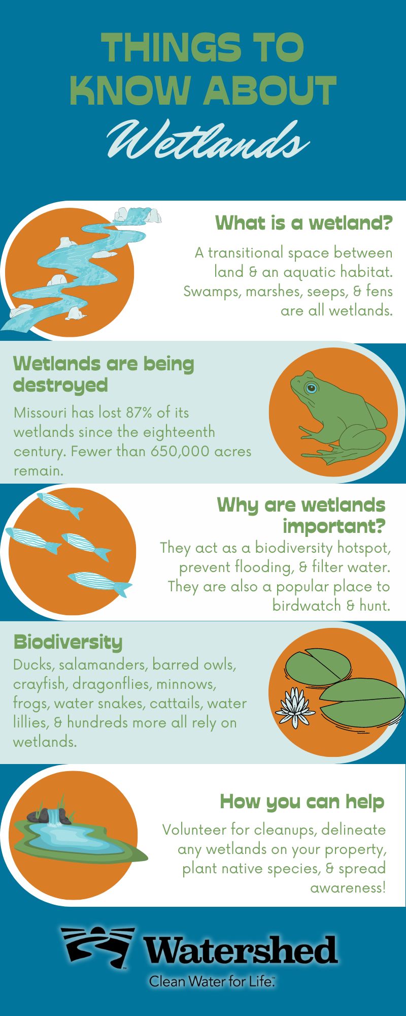 Wetlands through Megan’s Lens - Watershed